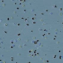 Polyflor Vinyl Flooring: Polysafe Ecomax - Tuscan Blue